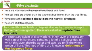 Xylem- complex permanent tissue in plants | PPTX