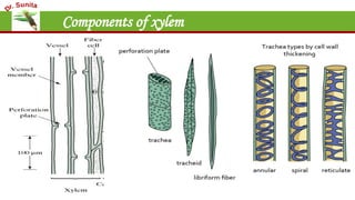 Xylem- complex permanent tissue in plants | PPTX