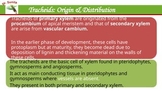 Xylem- complex permanent tissue in plants | PPTX