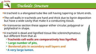 Xylem- complex permanent tissue in plants | PPTX