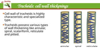 Xylem- complex permanent tissue in plants | PPTX