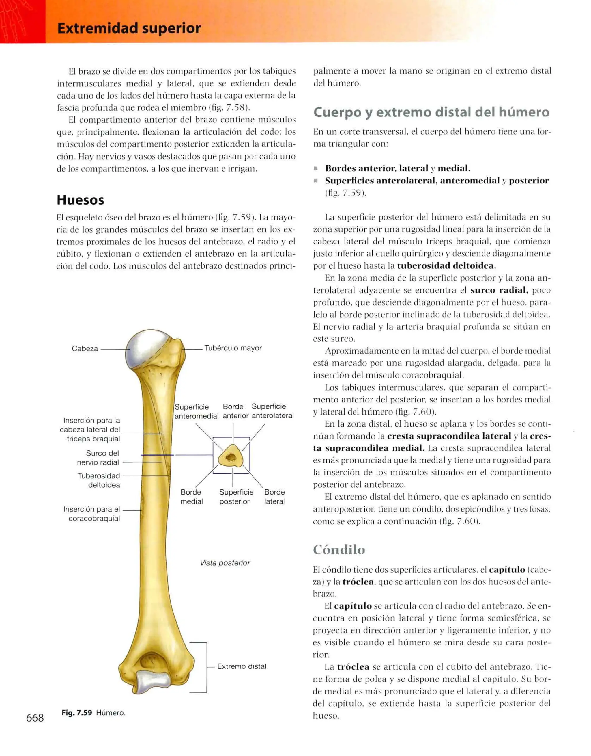 5.5 Anatomía del Brazo y Codo Huesos y Articulaciones.pdf