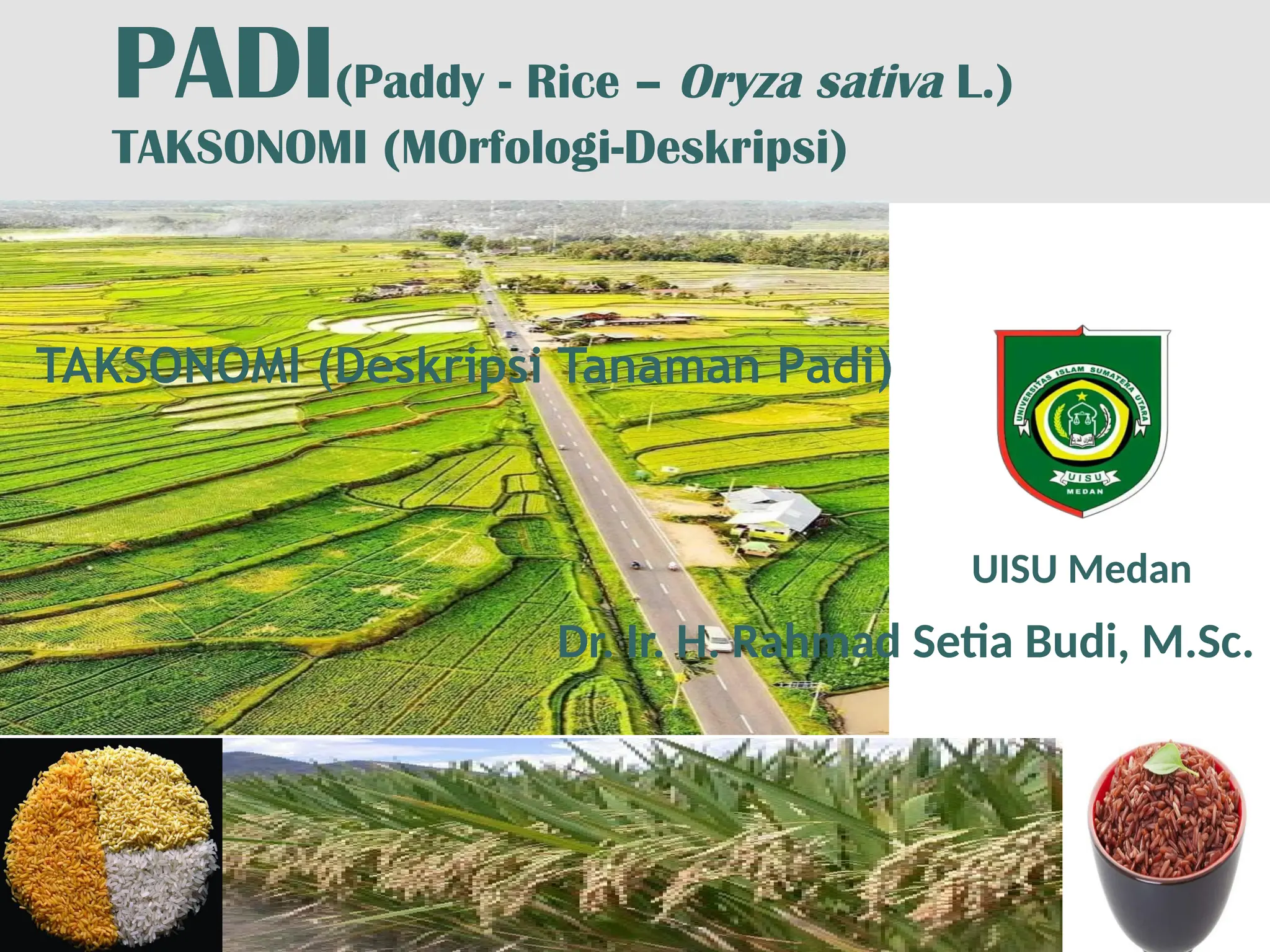 5. Taksonomi Tumbuhfhdhdhjdhan (Padi).pptx
