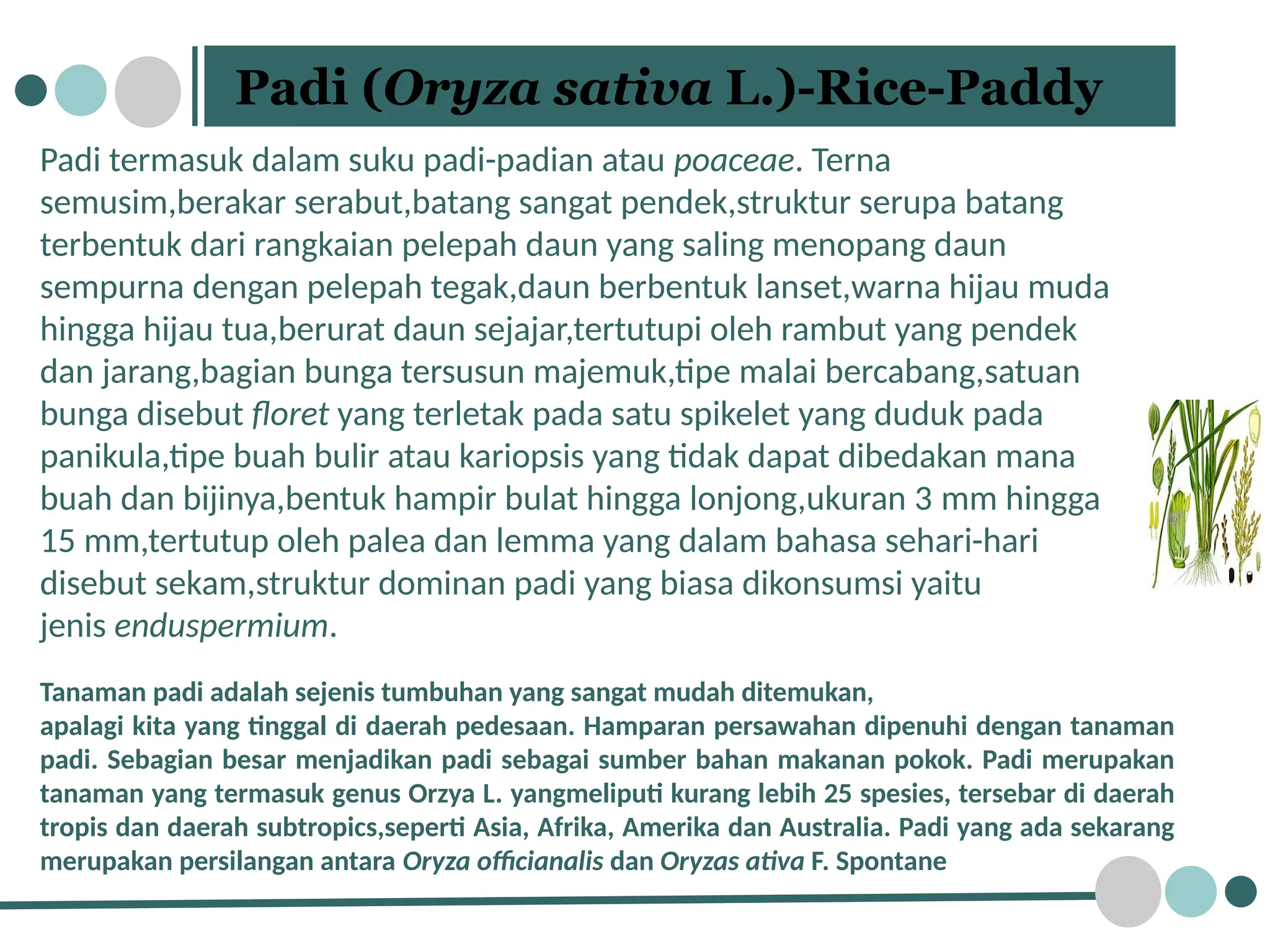 5. Taksonomi Tumbuhfhdhdhjdhan (Padi).pptx
