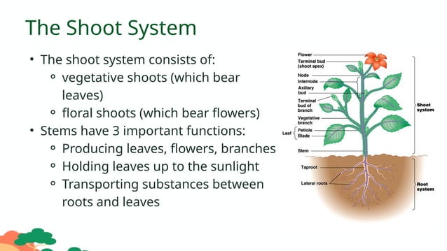 Fundamentals of Agricultural Science -Plant Reproduction.pptx