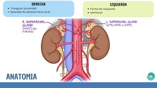 EMBRIOLOGIA - ANATOMIA - HISTOLOGIA DE LAS SUPRARRENALES.pdf