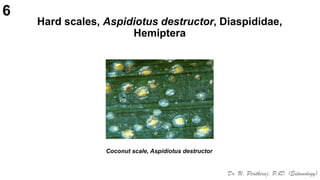 Pests of Banana_Integrated Pest Management_Dr.UPR.pdf