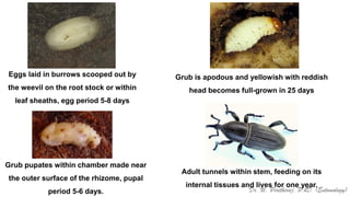 Pests of Banana_Integrated Pest Management_Dr.UPR.pdf