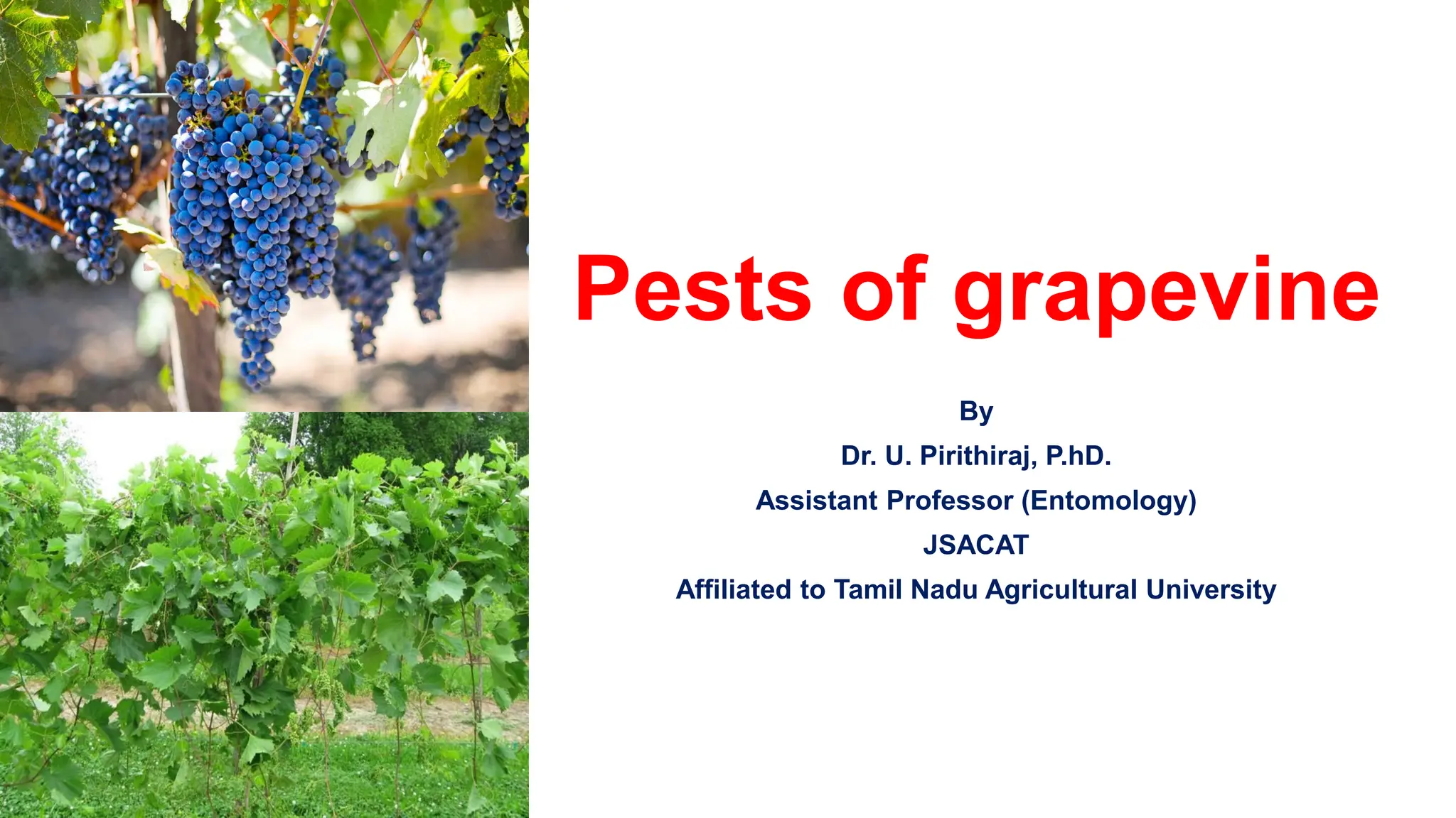 Pests of Grapevine_Integrated pest management_Dr.UPR.pdf