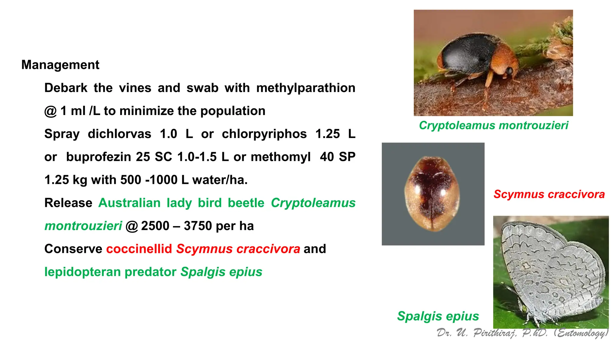 Pests of Grapevine_Integrated pest management_Dr.UPR.pdf