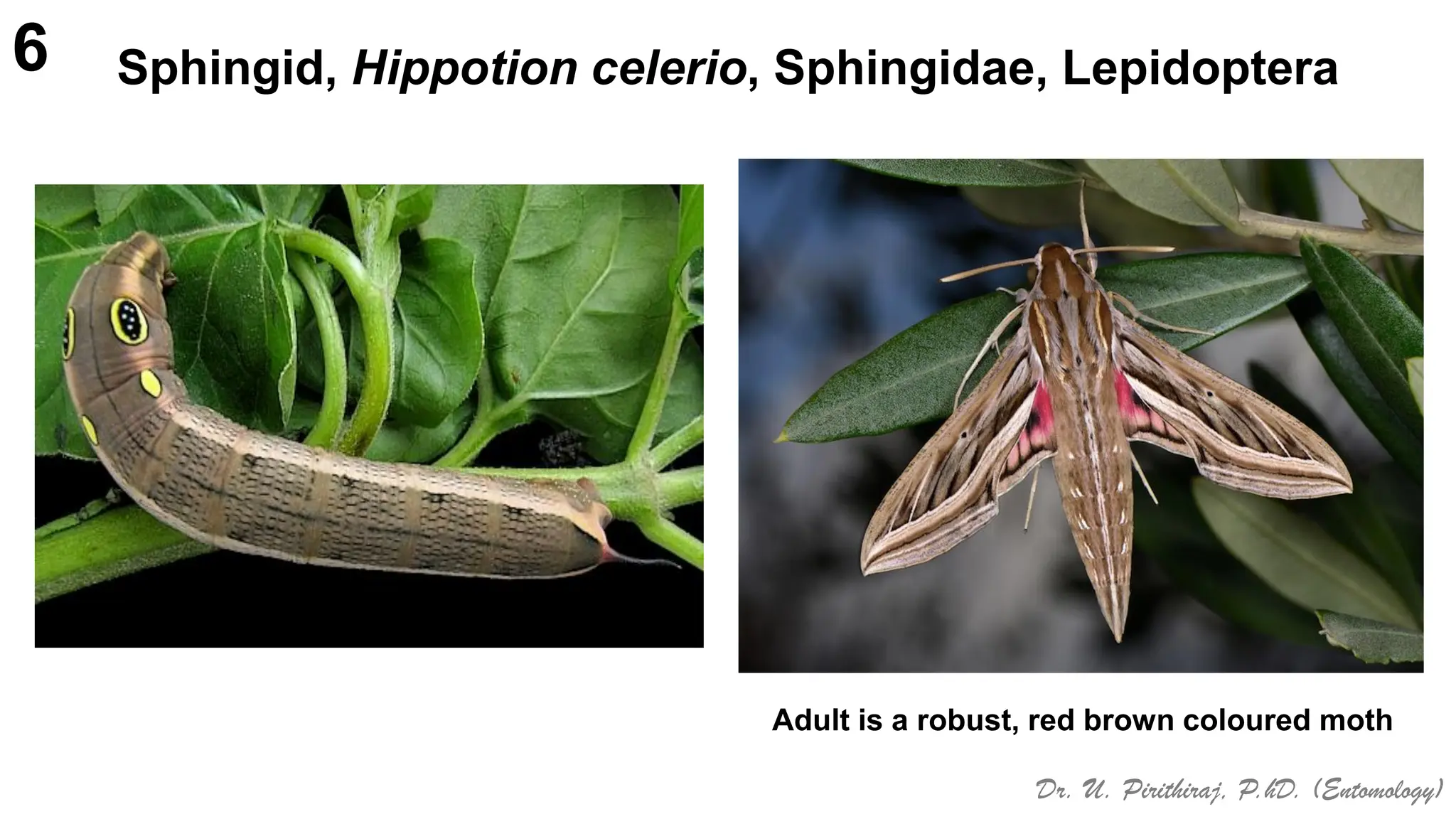 Pests of Grapevine_Integrated pest management_Dr.UPR.pdf