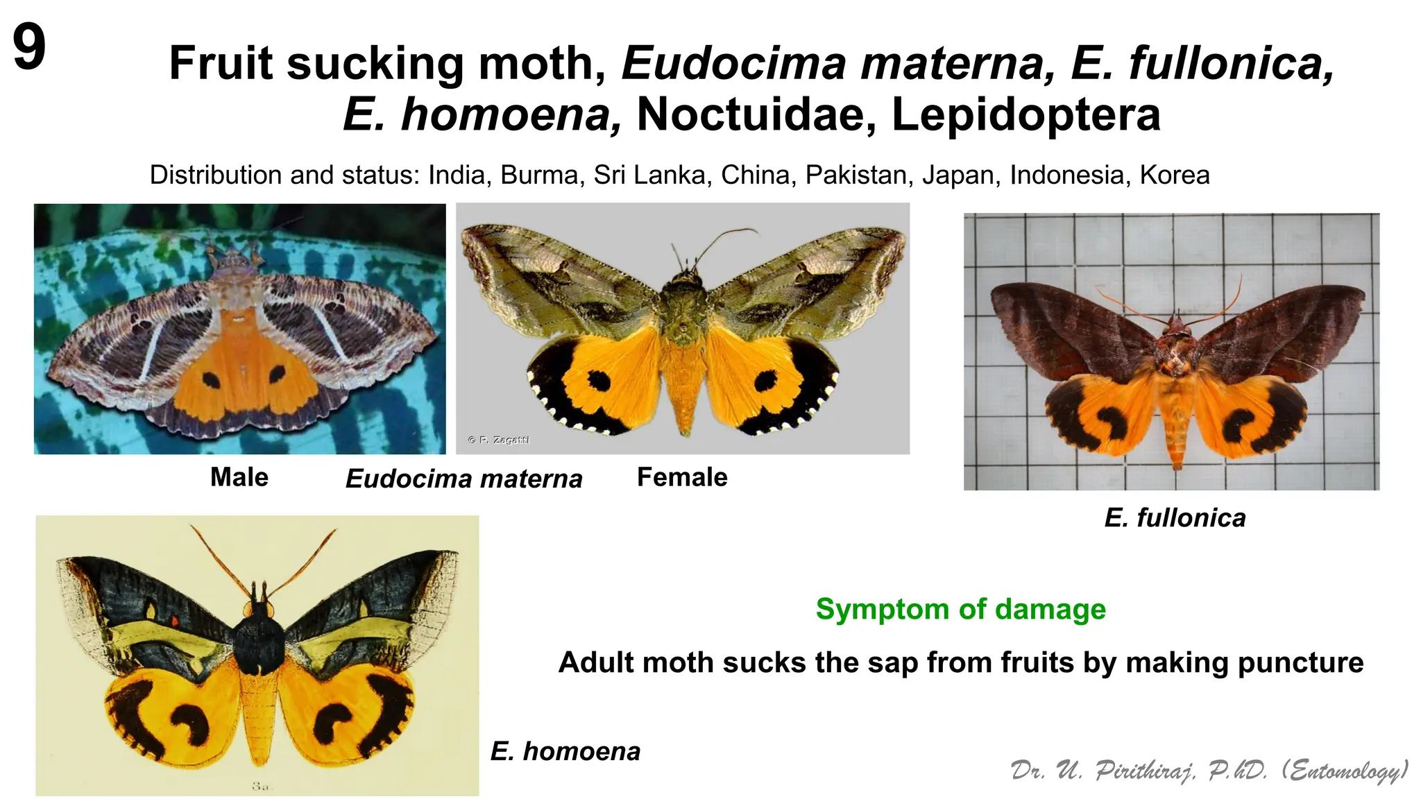 Pests of Grapevine_Integrated pest management_Dr.UPR.pdf