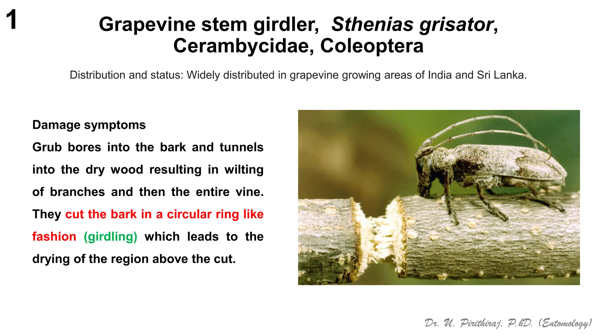 Pests of Grapevine_Integrated pest management_Dr.UPR.pdf