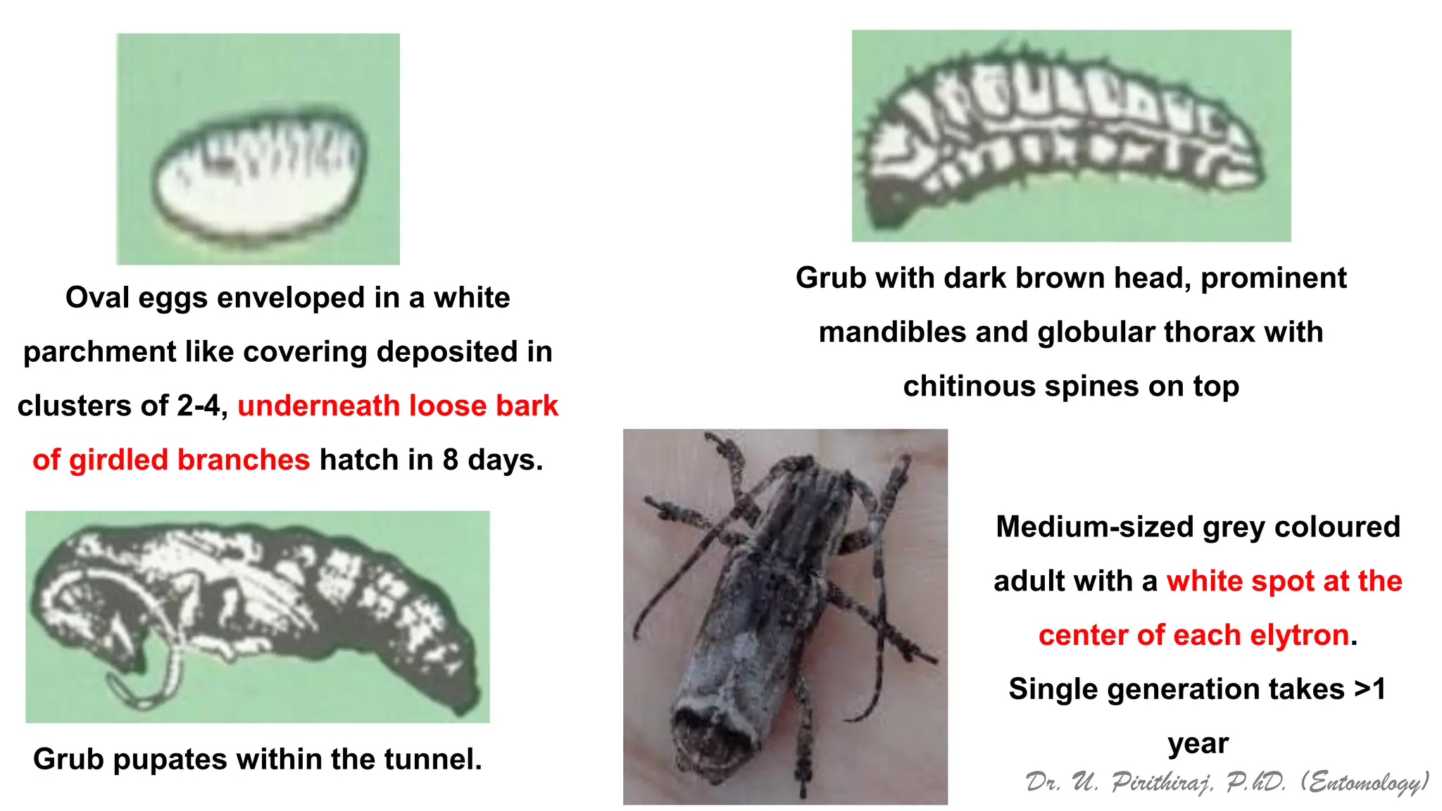 Pests of Grapevine_Integrated pest management_Dr.UPR.pdf