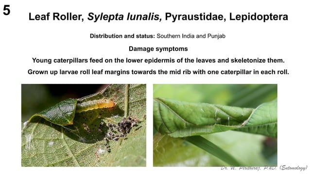 Pests of Grapevine_Integrated pest management_Dr.UPR.pdf