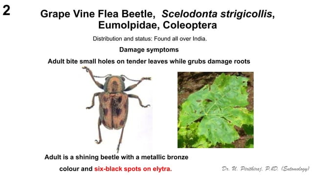 Pests of Grapevine_Integrated pest management_Dr.UPR.pdf