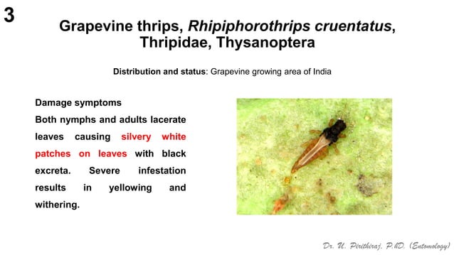Pests of Grapevine_Integrated pest management_Dr.UPR.pdf