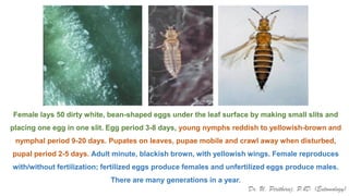 Pests of Grapevine_Integrated pest management_Dr.UPR.pdf