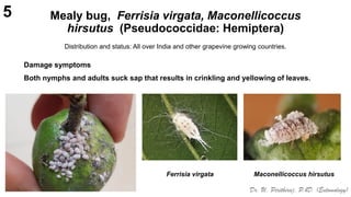 Pests of Guava_Integrated pest management_Dr.UPR.pdf