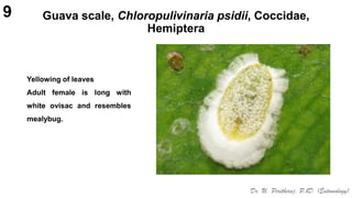 Pests of Guava_Integrated pest management_Dr.UPR.pdf