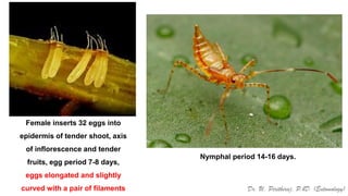 Pests of Guava_Integrated pest management_Dr.UPR.pdf