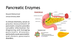 5.Pancreatic Enzymes. Exocrine function of pancreas Enzyme of pancreas ...