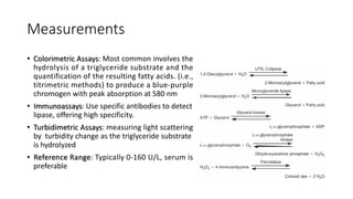 5.Pancreatic Enzymes. Exocrine function of pancreas Enzyme of pancreas ...