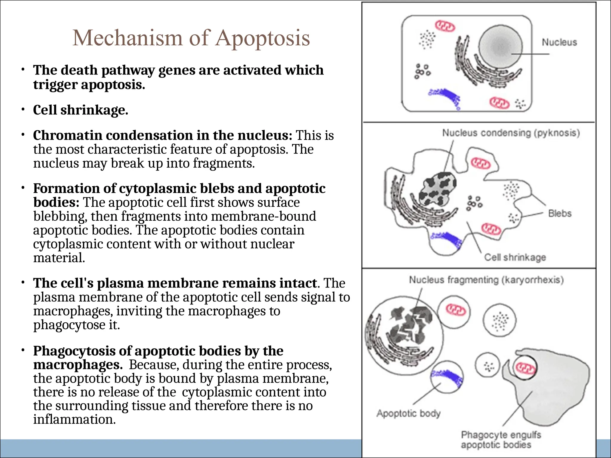 5. cell injury...APOPTOSIS ppt.programmed cell death | PPT