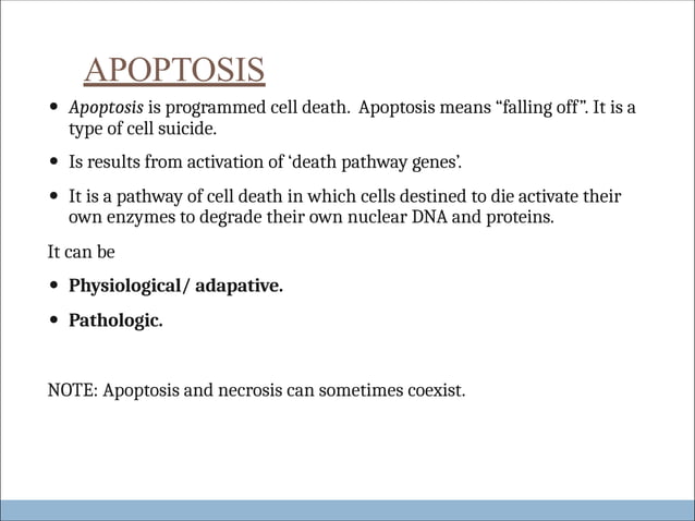 5. cell injury...APOPTOSIS ppt.programmed cell death | PPT