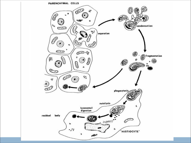 5. cell injury...APOPTOSIS ppt.programmed cell death | PPT