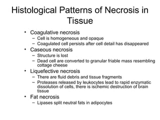 5. Necrosis.ppt 6877987969879877987987878 | PPT
