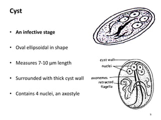 5.Intestinal Flagellates - Giardia Lamblia.pdf