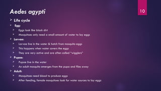 5.Vectors of humans and domestic animals-1.pptx