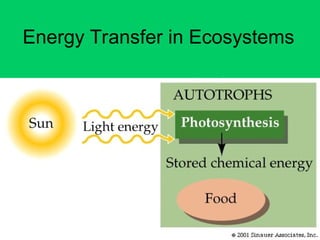 5. Energy Transfer in Ecosystems 0809 WEBSITE.ppt