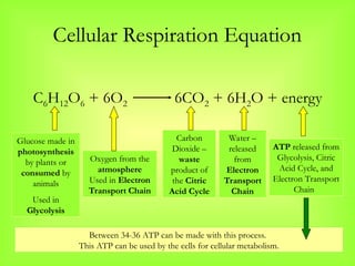 Photosynthesis and Cellular Respiration in Cells | PPT