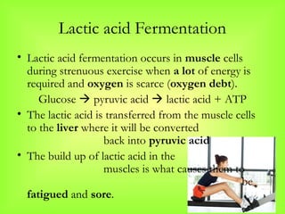 Photosynthesis and Cellular Respiration in Cells | PPT