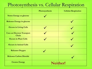 Photosynthesis and Cellular Respiration in Cells | PPT