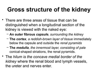 5.The urinary system.ppppppppppppppppptx | PPTX