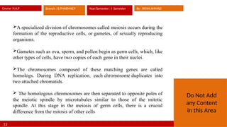 Cell Division In Human Beings...ppt.pptx