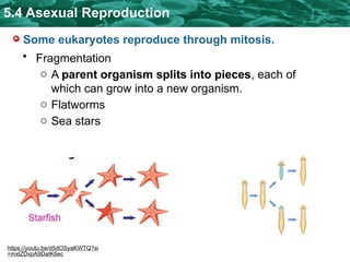 5.4 Asexual Reproduction all the lesson .pptx
