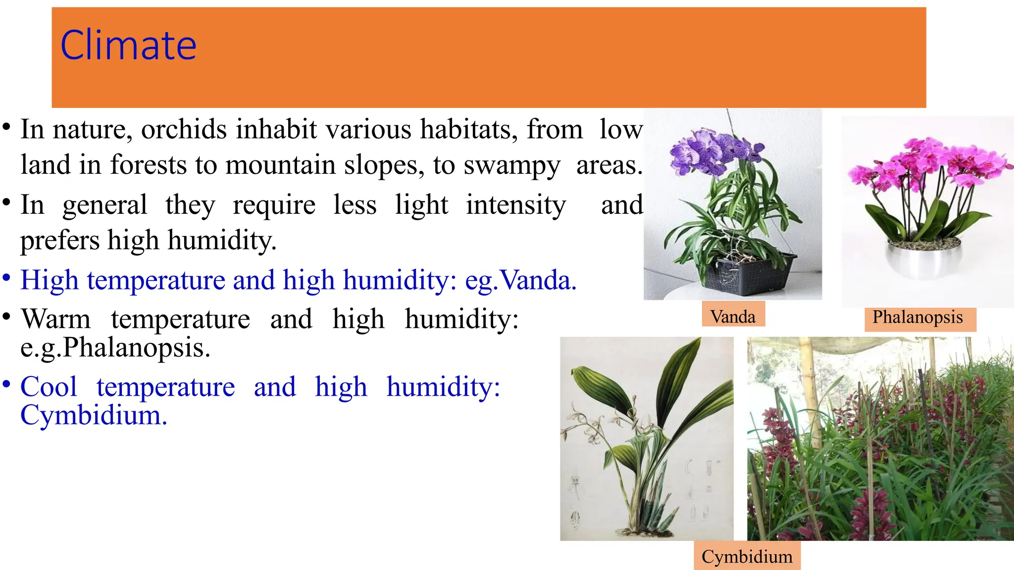 5. Orchids production Technology final.pptx