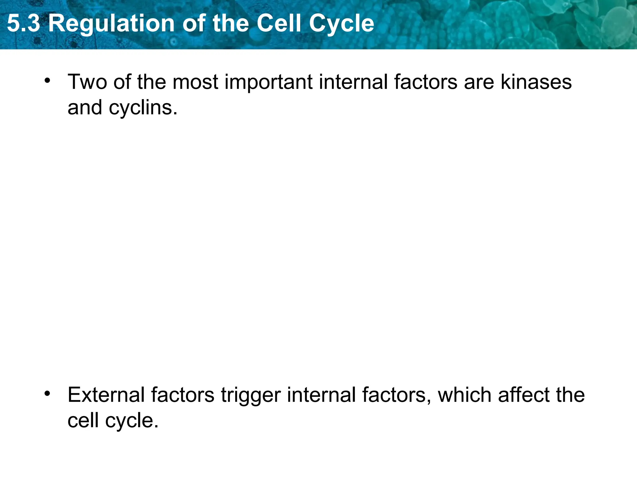 cell cycle and its application in tissue engineering | PPT