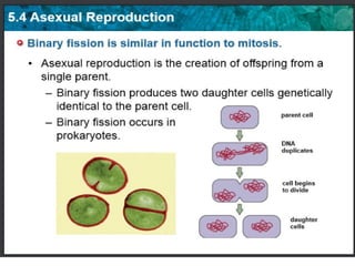 cell cycle and its application in tissue engineering | PPT