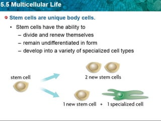 cell cycle and its application in tissue engineering | PPT
