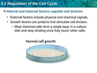 cell cycle and its application in tissue engineering | PPT