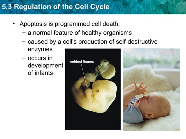 cell cycle and its application in tissue engineering | PPT