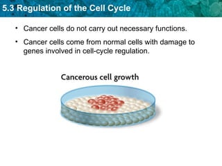 cell cycle and its application in tissue engineering | PPT