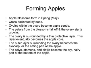 5 24 apples | PPT