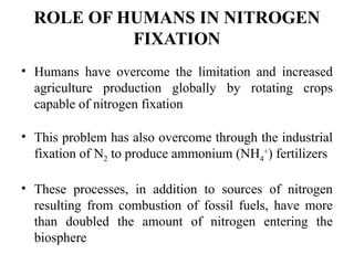 The Nitrogen Cycle , earth basic gas, the gas different the earth from ...