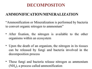 The Nitrogen Cycle , earth basic gas, the gas different the earth from ...